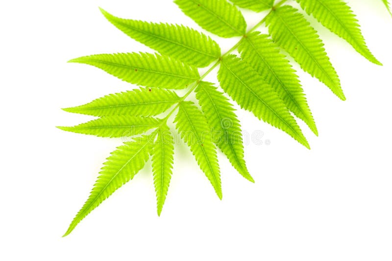 Single Fern Leaf Stock Photos - Download 854 Royalty Free Photos