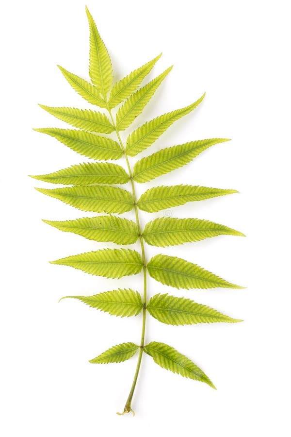 Single Fern Leaf Stock Photos - Download 854 Royalty Free Photos