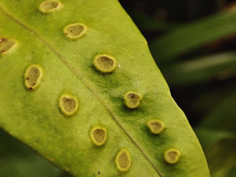 Fern Leaf with Spore Sacs or Sporangium or Spore Case Stock ...