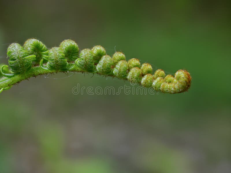 492 Twisted Fern Leaf Stock Photos - Free & Royalty-Free Stock Photos ...