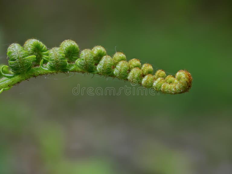 492 Twisted Fern Leaf Stock Photos - Free & Royalty-Free Stock Photos ...