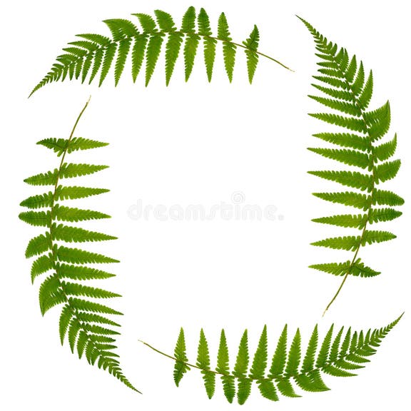 Fern Leaf Symbol stock photo. Image of leaves, logo, nature - 6825988