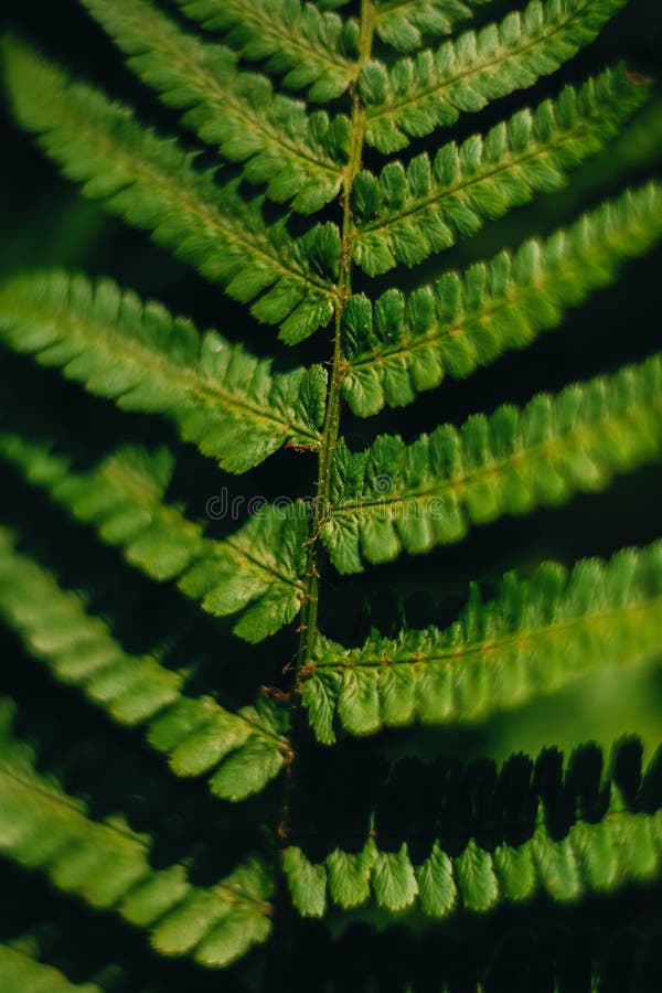 Fern View stock photo. Image of greenland, ferns, fern - 114732586