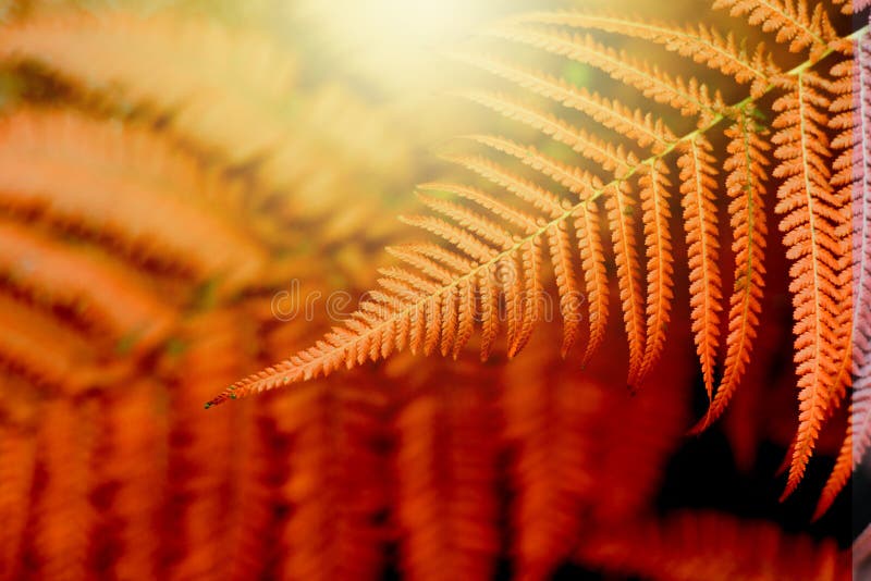 Fern Leaf in Tropical Forest Plants. Nature Red Background Stock Image ...