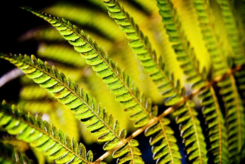 Fern Leaf Under Mornig Light Stock Image - Image of mornig, green ...