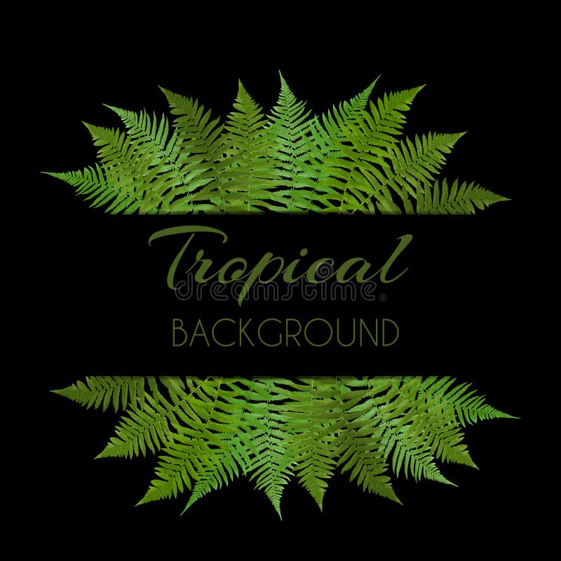 Fern Leaf Vector Background with White Frame Illustration Stock Vector ...