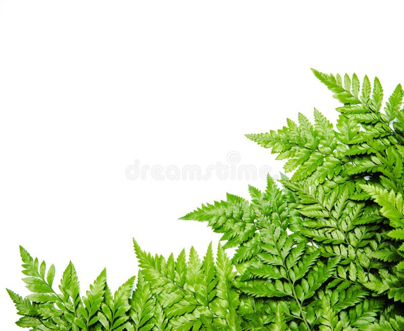 Fern Border, White Background Stock Image - Image of fractal, plant ...