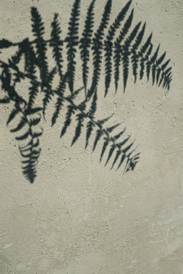 Fern leafs shadow stock photo. Image of closeup, abstract - 233164106