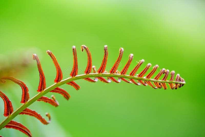 Fern Leave on Green Background Stock Image - Image of species, garden ...