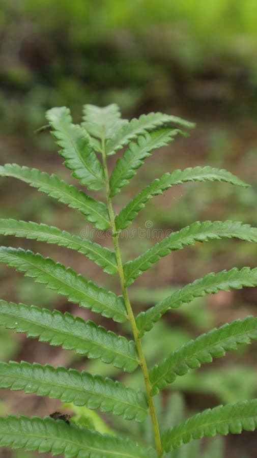 Fern leave stock photo. Image of cultivated, graphic - 310193240