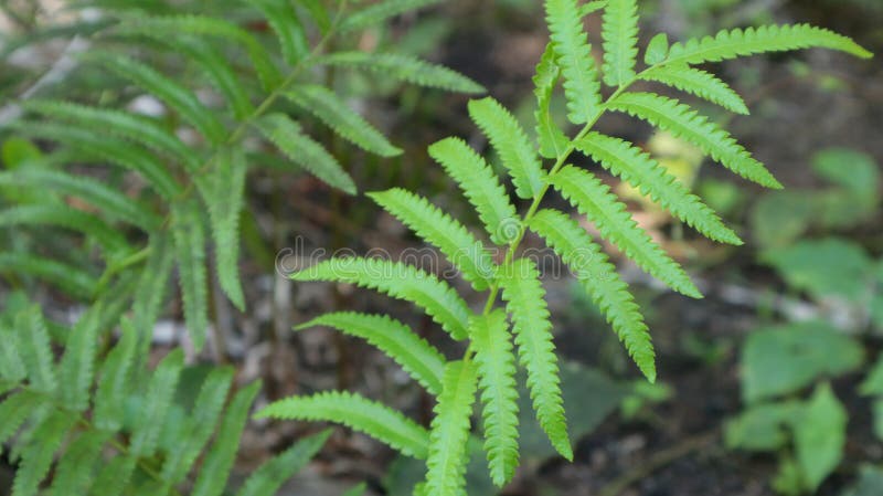 Fern leave stock photo. Image of greenhouse, japanese - 310194010