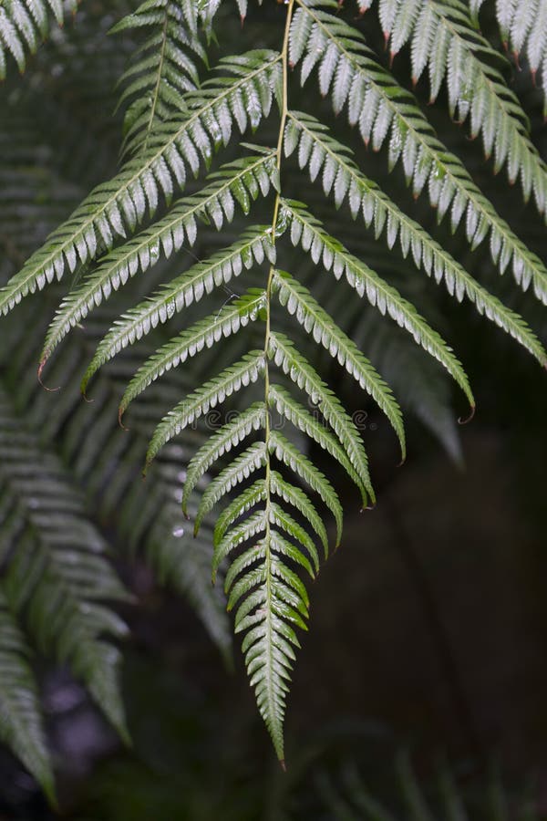 Fern leave stock image. Image of wildlife, borneo, malaysia - 100440419