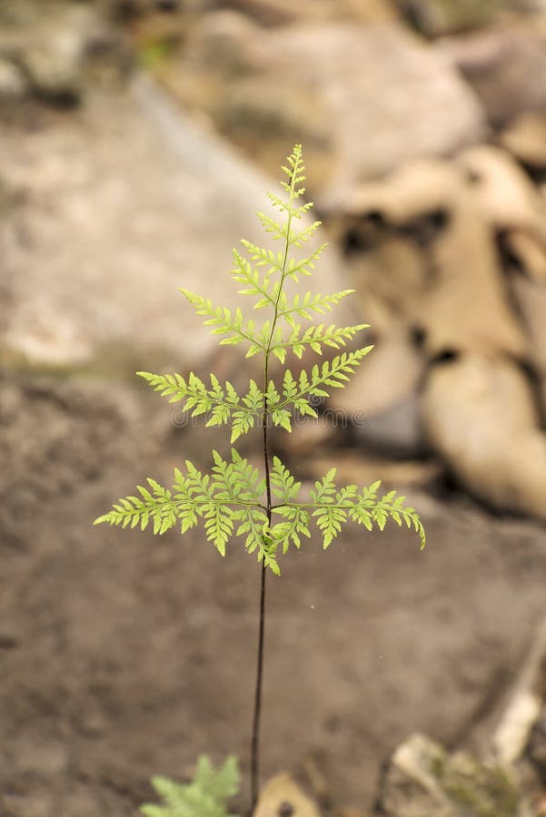 Fern Leave in a Forest. stock image. Image of field, close - 87635023