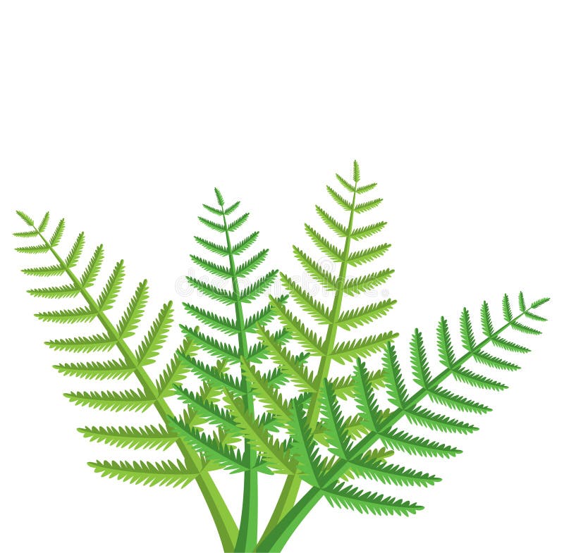 Fern leaves stock vector. Illustration of color, foliage - 14239193