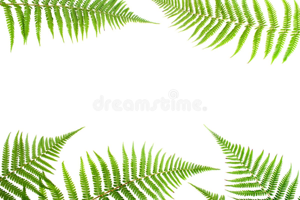 411 Border Ferns Stock Photos - Free & Royalty-Free Stock Photos from ...