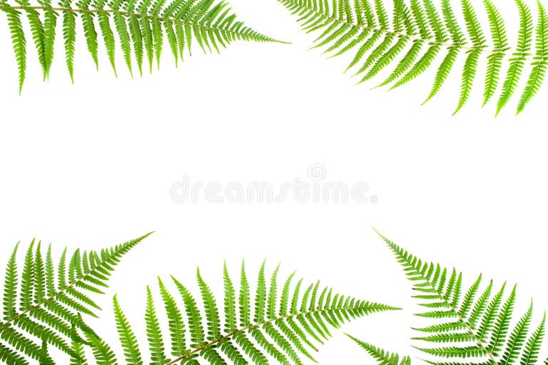 708 Border Ferns Stock Photos - Free & Royalty-Free Stock Photos from ...