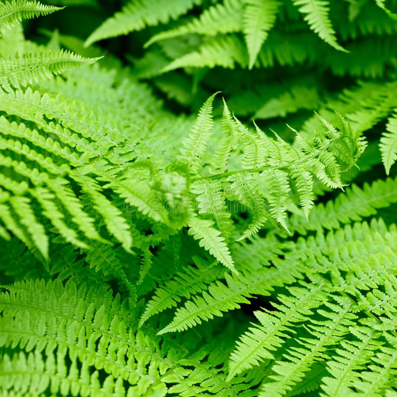 Fern leaves stock photo. Image of macro, dense, wildlife - 22134186