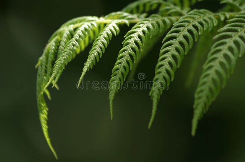 Three ferns stock photo. Image of blade, furl, english - 1661520