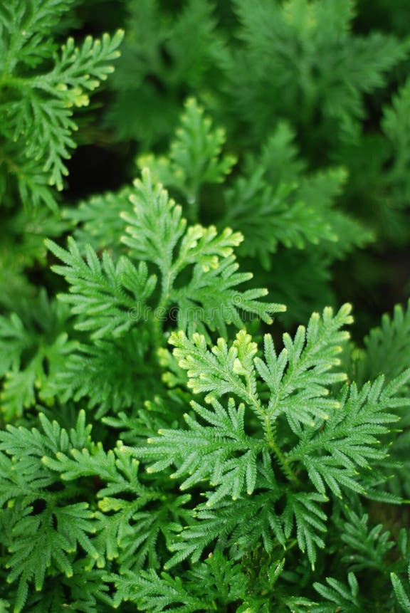 Fern Leaves stock image. Image of growth, alive, leaf - 6068199