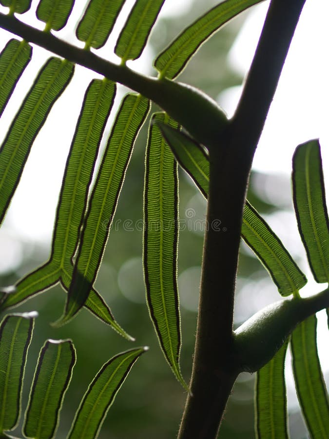 443 Spike Fern Stock Photos - Free & Royalty-Free Stock Photos from ...