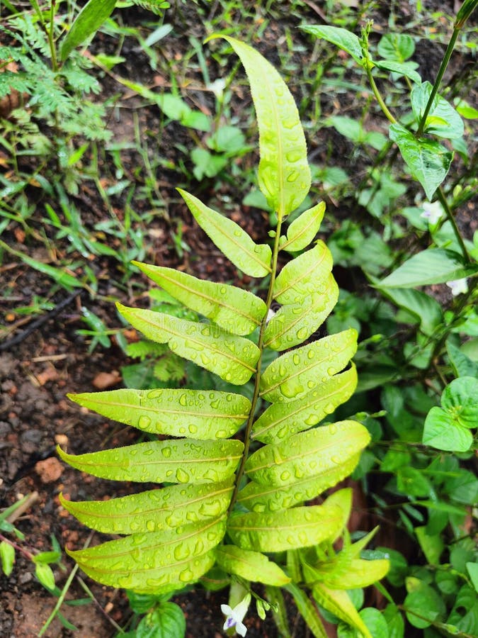 The Fern Leaves Alone on the Ground Stock Photo - Image of branch ...
