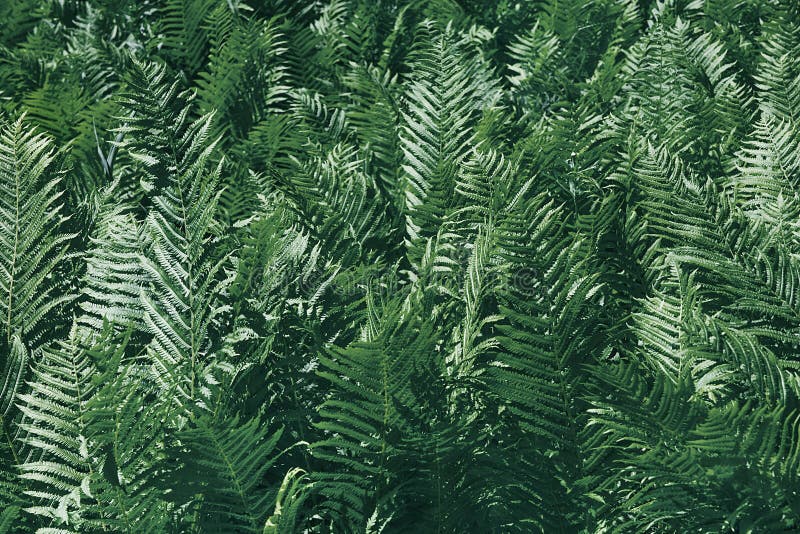 Fern Leaves Background. Dark Green Fern Leaves Growing in the Forest ...