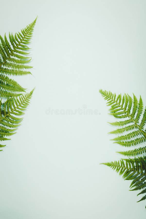 Fern Leaves on Blue Background, Flat Lay, Top View Stock Image - Image ...