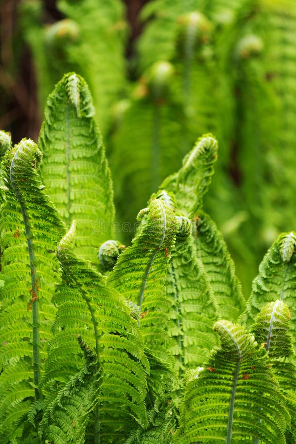 Fern Leaves Close Up. Matteuccia Struthiopteris, Ostrich Fern Freshly ...