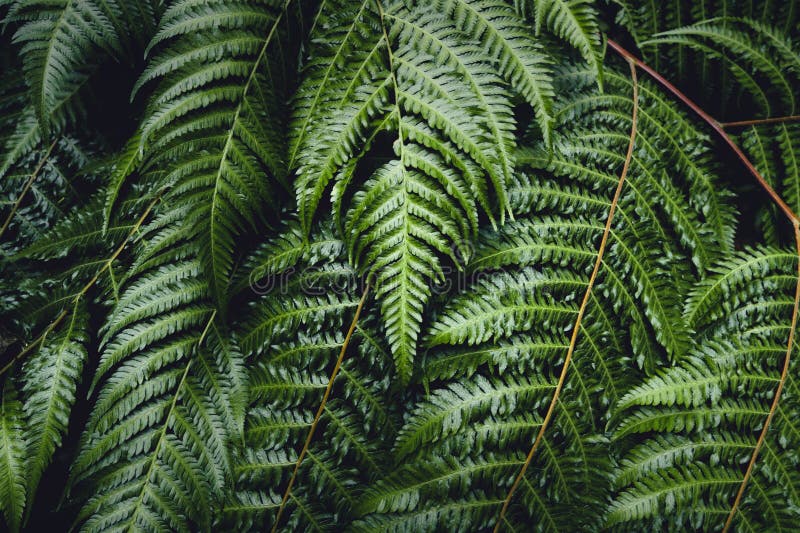 Fern Leaves,Dark Green Fern Foliage Stock Photo - Image of summer ...