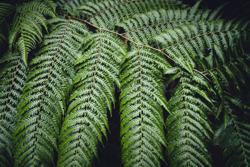 Fern Leaves,Dark Green Fern Foliage Stock Photo - Image of bright, dark ...
