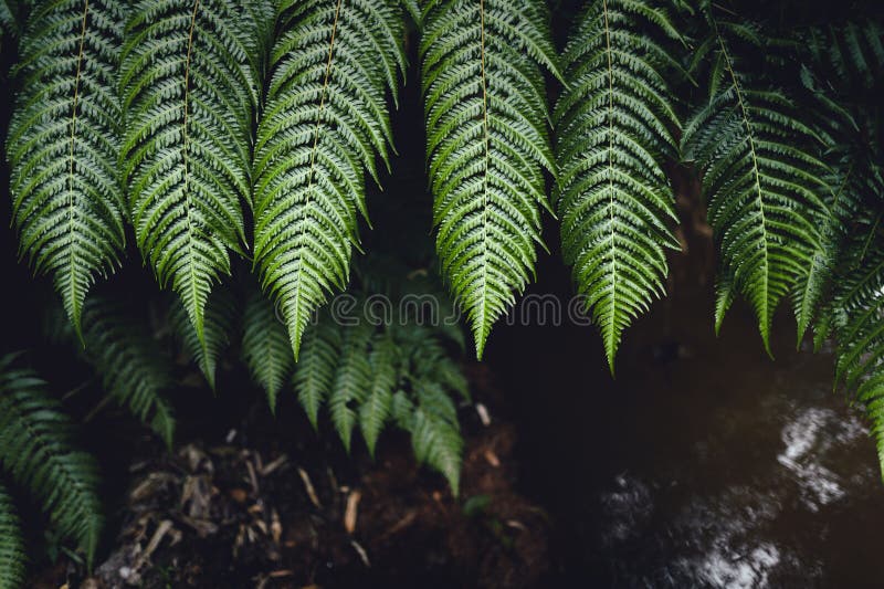 Fern Leaves,Dark Green Fern Foliage Stock Photo - Image of bright ...