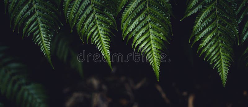 Fern Leaves,Dark Green Fern Foliage Stock Image - Image of wild, branch ...