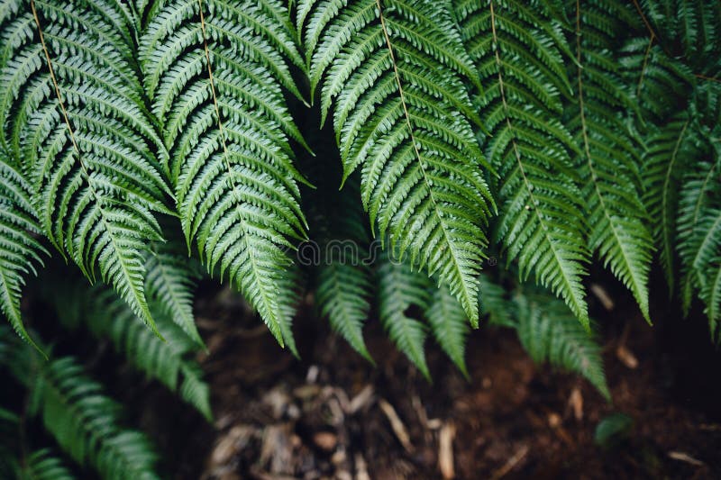 Fern Leaves,Dark Green Fern Foliage Stock Photo - Image of backgrounds ...