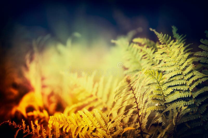 Fern Leaves on Dark Nature Background Stock Image - Image of sunbeam ...
