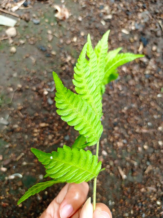 Fern leaves | Daun pakis stock photo. Image of branch - 243645994