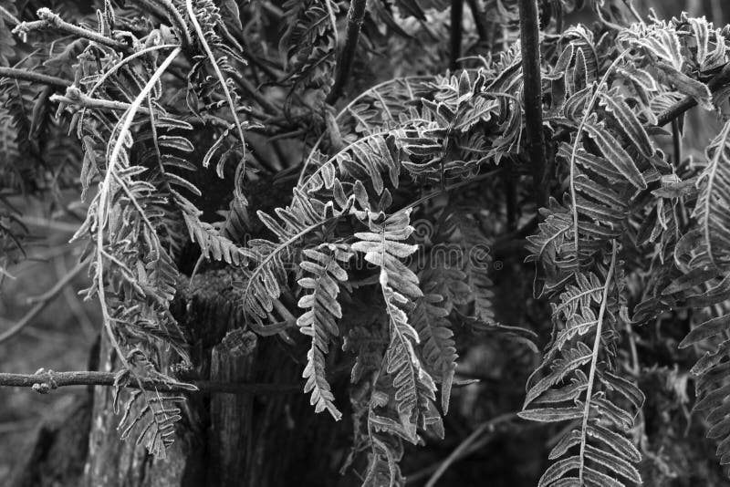 Fern leaves stock image. Image of seasonal, dead, leaves - 36436149