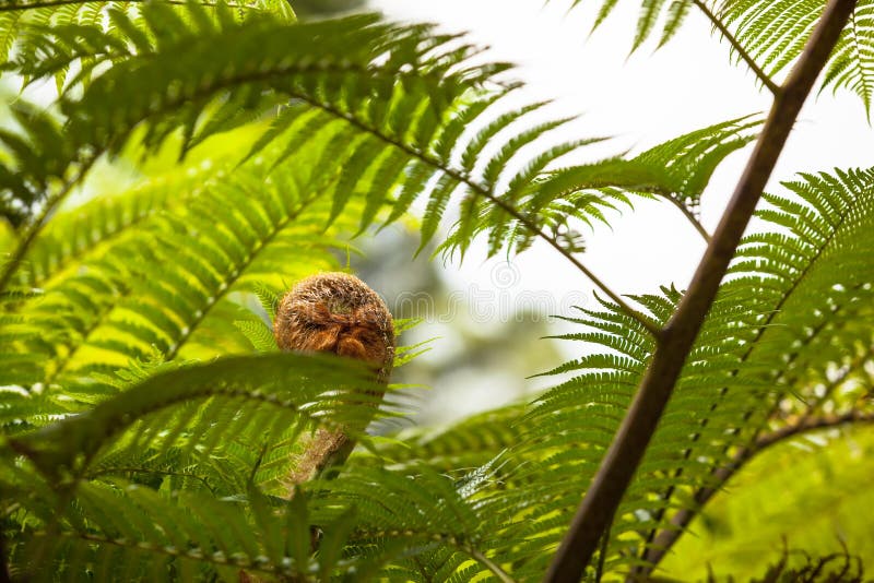 Fern leaves stock photo. Image of chlorophyll, unfolding - 40689208