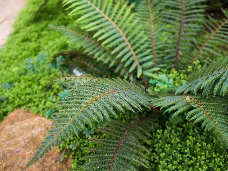 Fern Leaves Foliage in the Forest Stock Image - Image of jungle, exotic ...