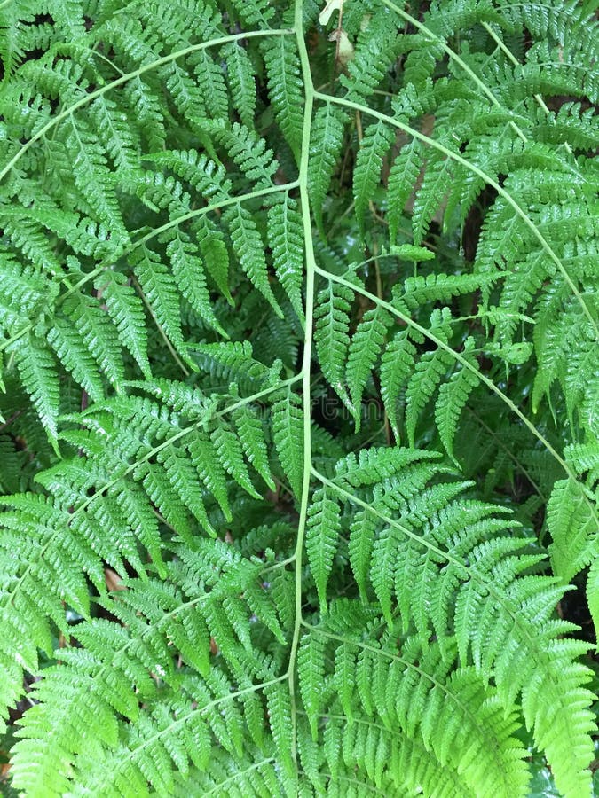 Fern Leaves Fresh Green Nature Background Stock Image - Image of bush ...