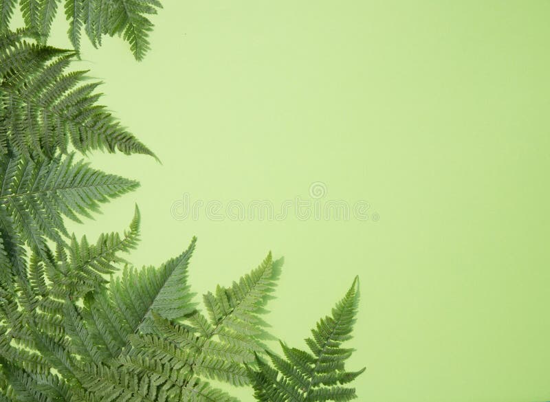 Fern Leaves Form a Frame Around the Green Background Stock Image ...