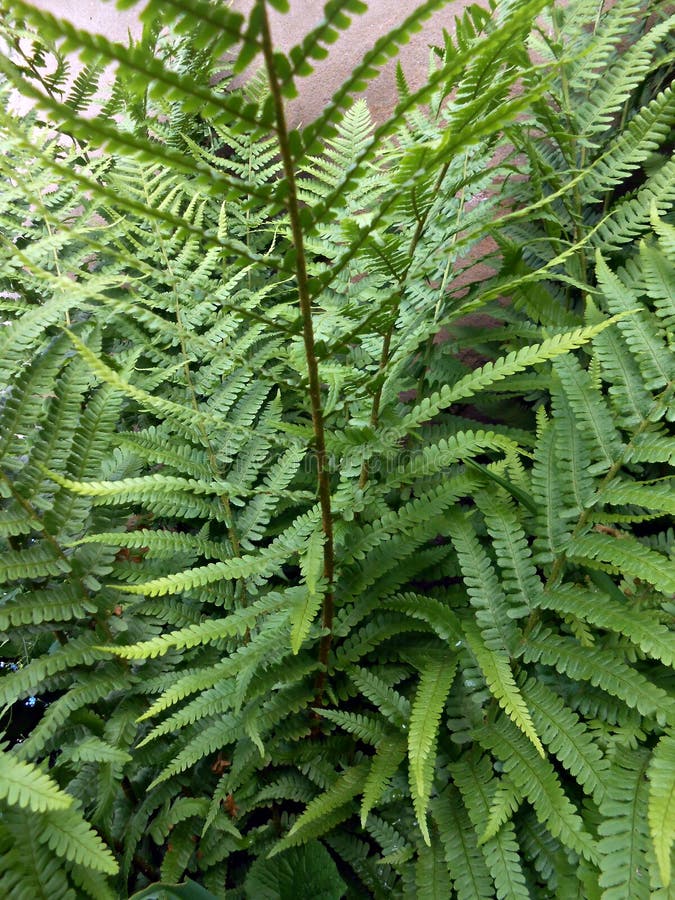 Fern stock image. Image of spring, nice, plants, view - 92390809