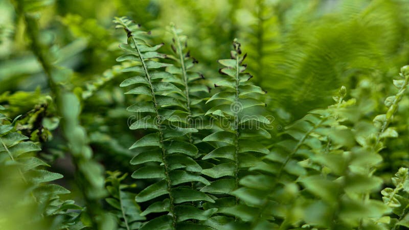 Fern leaves green foliage stock image. Image of color - 254904117