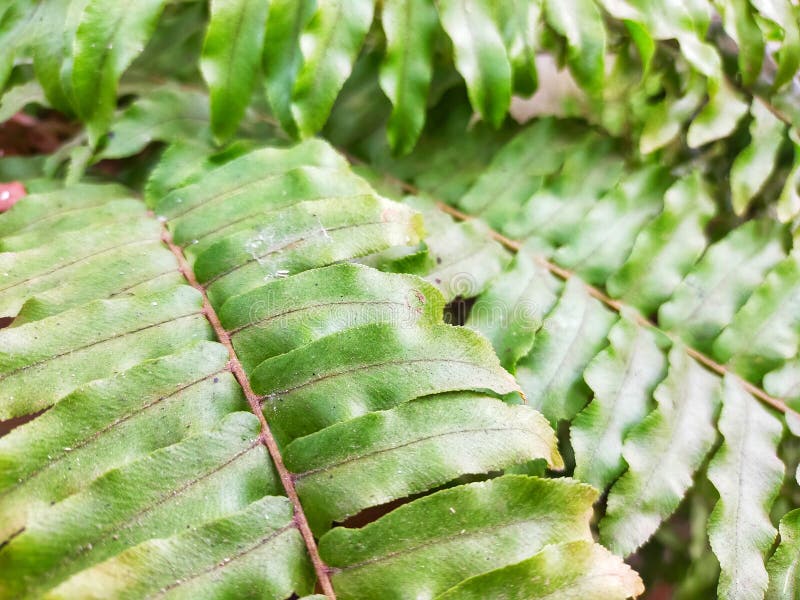 Fern Leaves are Green and Have a Unique Shape ? Stock Image - Image of ...