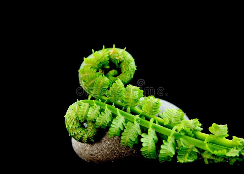 Fern leaves stock photo. Image of natural, back, biology - 39498808