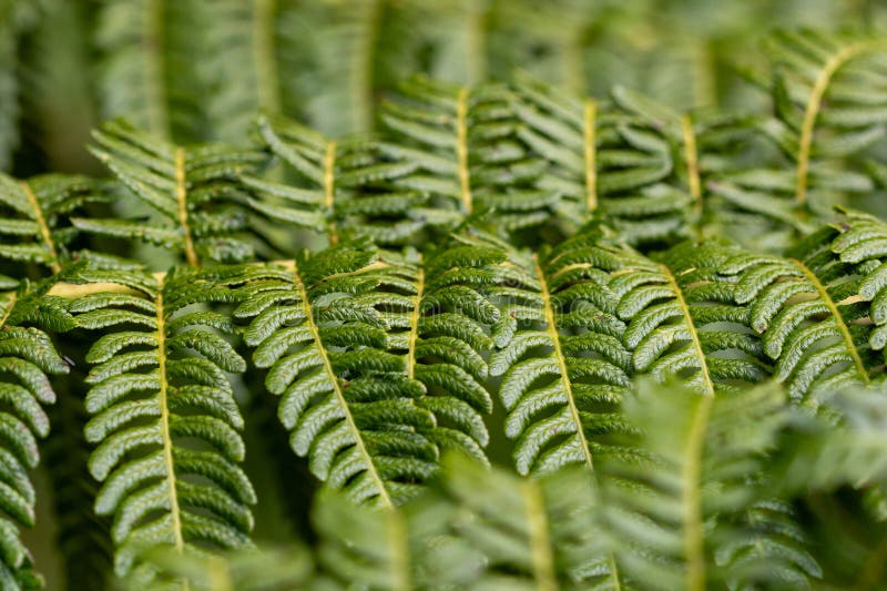 The fern leaves stock photo. Image of closeup, life - 376989518