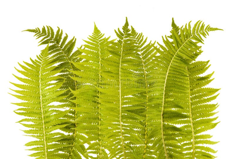Fern Leaves Isolated on White Background Stock Photo - Image of organic ...
