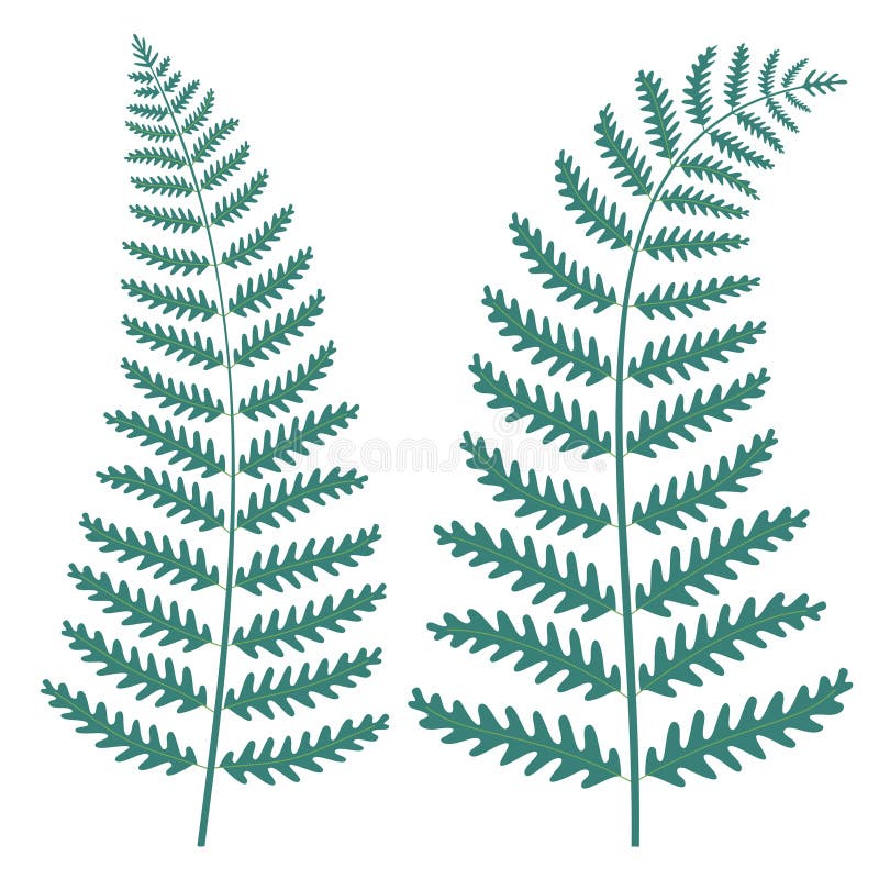 Fern Leaves. Isolated on White. Vector Illustration Stock Vector ...