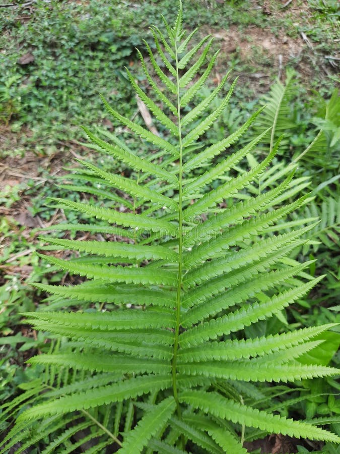 Fern Leaves. Fern Leaf in the Forest Stock Photo - Image of leaves ...
