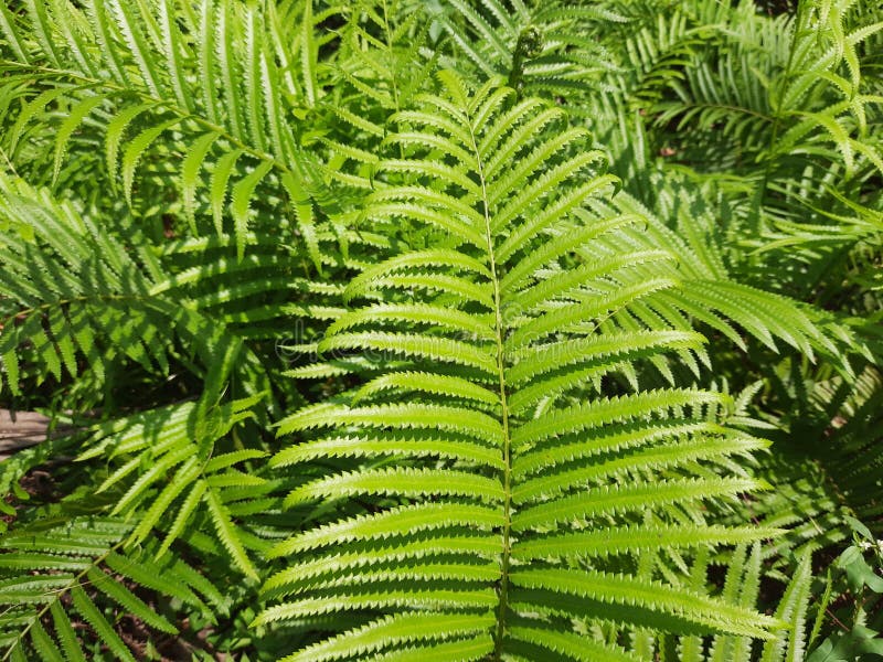 Fern Leaves. Fern Leaf in the Forest Stock Image - Image of tropical ...