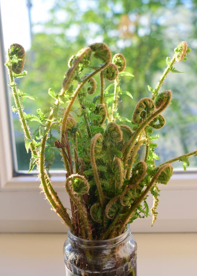 Fern Leaves, Magical Fern Awakening Time in Spring, Fern Leaf Bud ...